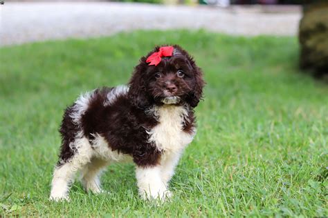 Rosie Cockapoo Puppy For Sale In Ohio