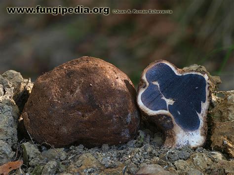 Scleroderma Polyrhizum