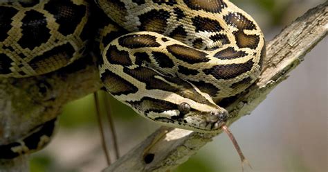 Activetcl Python Marktews