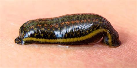 Phylum Annelida Leech