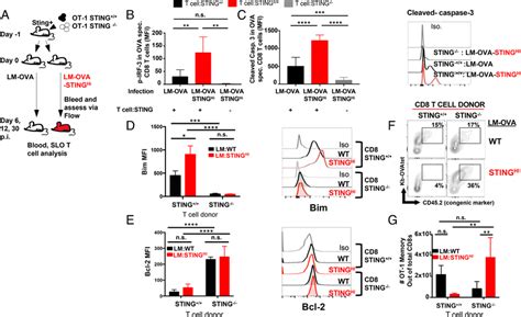 T Cell Intrinsic Sting Signaling Drive Ifn Responses And T Cell