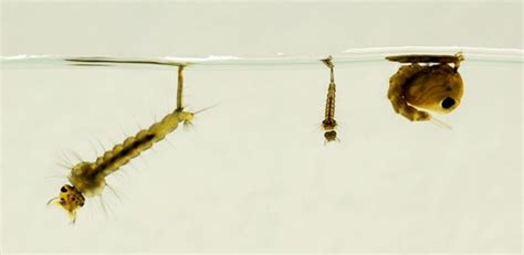 Biological Spray Plus Bti Mosquito Larvae Killer Mosquito Insecticide