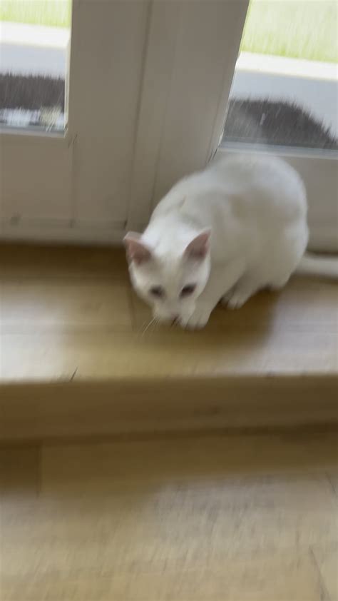 Exterminator Cat R Catswithjobs