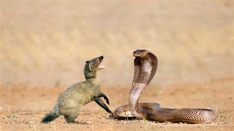 King Cobra Vs Mongoose Fight जहरीले किंग कोबरा से भिड़ा नेवला वीडियो