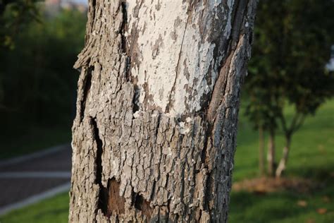 Tree Trunk Surface Material Texture Map Stock Photo Image Of Development Outermost 188351220
