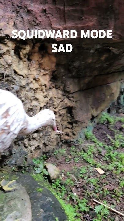 Squidwars Sad Spongebob Squidward Spongebobsquarepants Memes Youtube