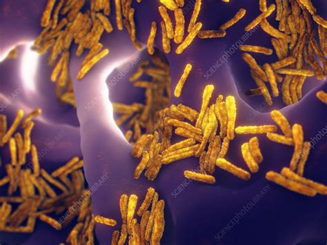 Tuberculosis Bacteria Illustration Stock Image F0439051 Science