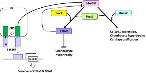 Role Of Ihh And Pthrp In Cartilage Development Both N And C Terminal