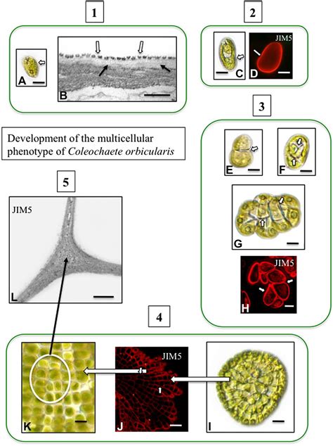 Frontiers Multicellularity In Green Algae Upsizing In A Walled Complex