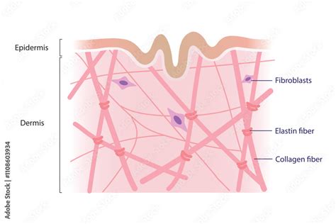 Cross Section Of Low Density Of Collagen Elastin Fibers And Fibroblasts In The Dermis Layer