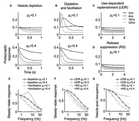 Figure 2 From Computational Neuroscience Review Article Theoretical Models Of Synaptic Short