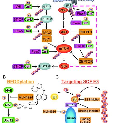 Crls Scf E3 Ubiquitin Ligases Regulate Mtor Pathway A Schematic
