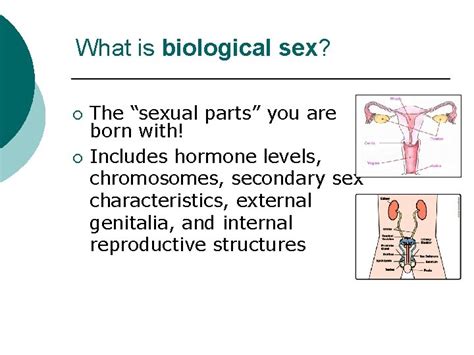 Components Of Sexuality What Is Sexuality Sexuality Is
