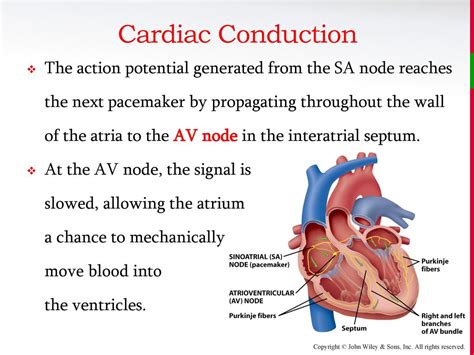 Chapter 20 The Heart Ppt Download