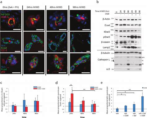 3d Model Recapitulates In Vivo Involution Phenotype And Stat3 Mediated