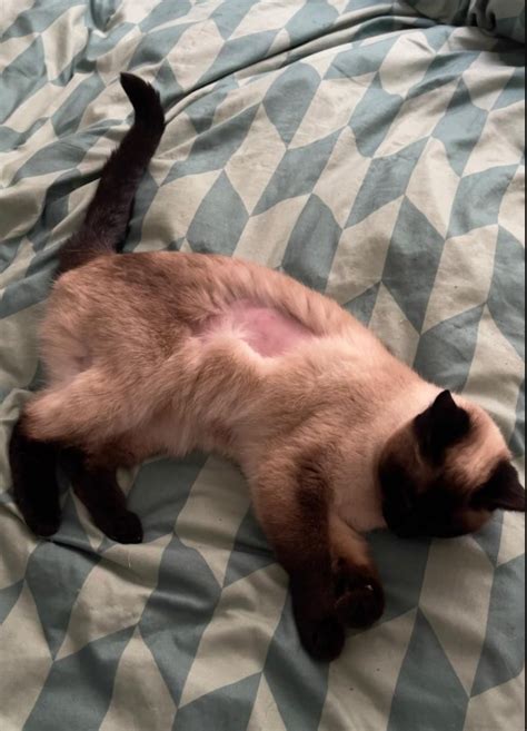 Kat Met Tondeuse Bewerkt In Almere Buiten