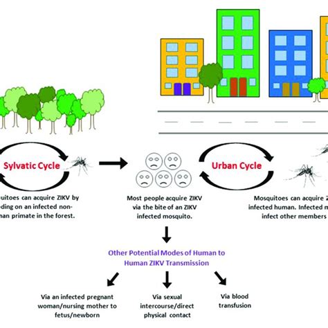 Sylvaticenzootic And Urban Transmission Cycle Of Zikv Redrawn Based