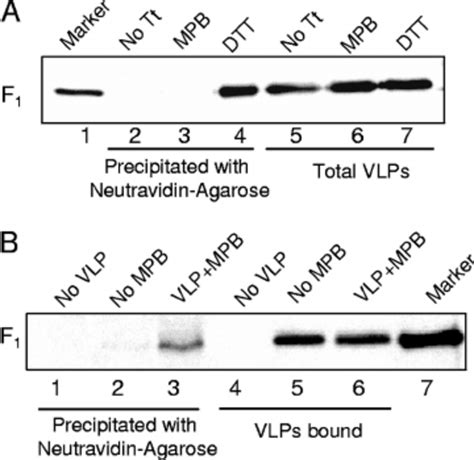 Free Thiols Appear In Vlps After Cell Binding A Vlps Were Incubated