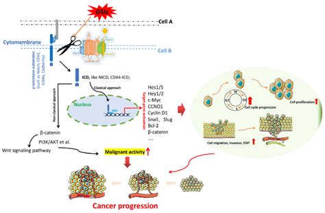 The Fundamental Process By Which γ Secretase Acts On Substrates To