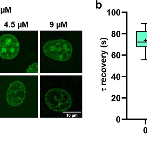 Doxorubicin Affects Histone H1c Binding To Genomic Dna In A Dose And Download Scientific