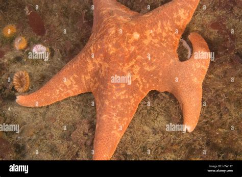 Bat Star Asterina Miniata With Regenerated Arm Monterey California