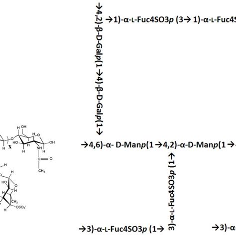 The Possible Structure Interpreted For Hfc Polysaccharide Download Scientific Diagram