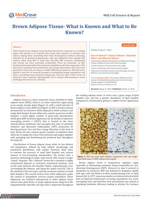 PDF Brown Adipose Tissue What Is Known And What To Be Known