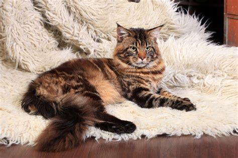 Maine Coon Vs Bobcat Whats The Difference With Pictures Catster