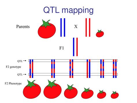 Ppt The Genetic Architecture Of Crop Domestication A Meta Analysis Powerpoint Presentation