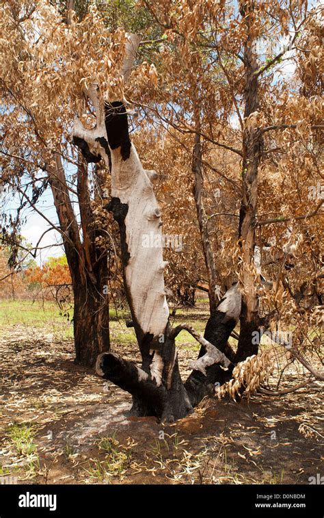 Tree With Peeled Bark Stock Photo Alamy