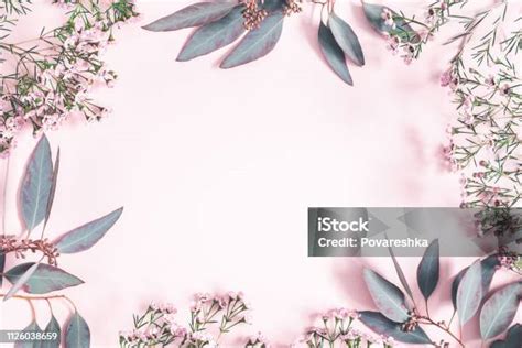 꽃 구성입니다 유칼립투스 나뭇잎과 파스텔 핑크 바탕에 분홍색 꽃 평면 위치 최고 보기 복사 공간 0명에 대한 스톡 사진 및 기타 이미지 Istock