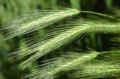 Green Whole Spikelets Of Long Grass Lawn Grass Illuminated By
