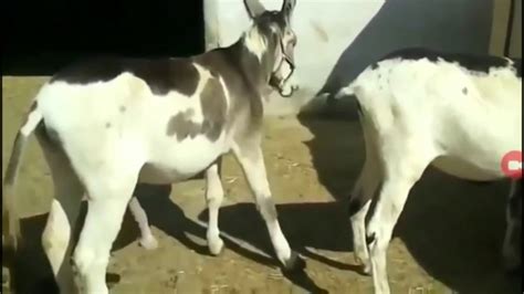 Acasalamento De Animais 💦 Cobertura De Cavalo 19 Youtube