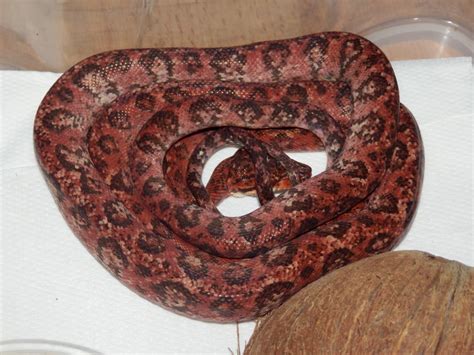 Corallus Hortulanus Royal Reptilesss