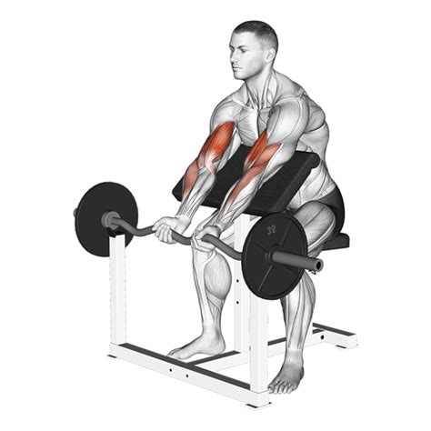 Curl Pupitre Barre Ez Le Mouvement Préféré Pour Cibler Le Biceps