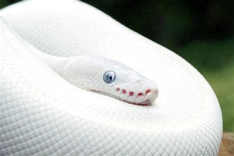 Leucistic Ball Python Photograph By Mark Kostich