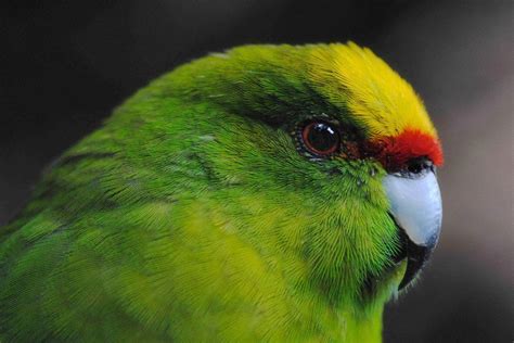 Kākāriki Yellow Crowned Parakeet Southern Lakes Sanctuary