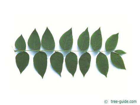 Kentucky Coffee Tree Gymnocladus Dioicus