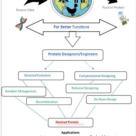 An Overview Of Protein Engineering Techniques And Their Diversified Download Scientific Diagram