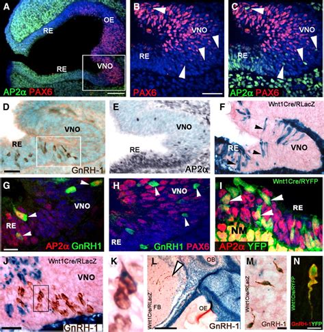 Neural Crest And Ectodermal Cells Intermix In The Nasal Placode To Give Rise To Gnrh 1 Neurons