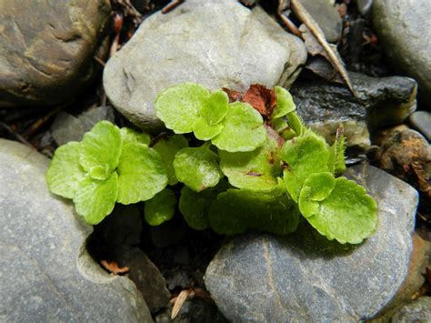 Chrysosplenium Oppositifolium Opposite Leaved Golden Saxifrage