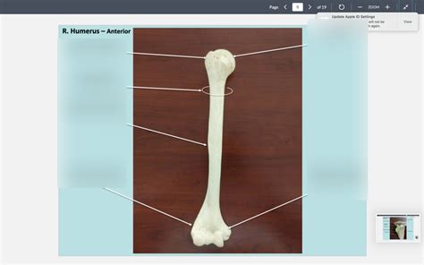 R Humerus Anterior Diagram Quizlet