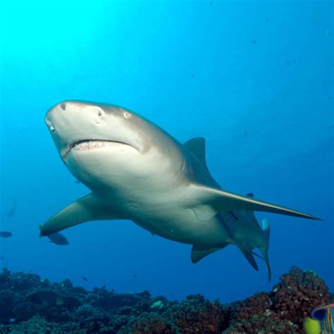 Les Meilleures îles Où Plonger Tahiti Tourisme Site Officiel De Tahiti Et Ses îles