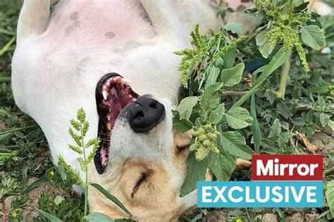 Womans Shock After Fake Service Dog Attacks Her Trained Cardiac