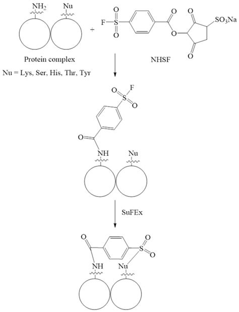 Insights On Chemical Crosslinking Strategies For Proteins Pmc
