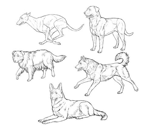 Pin By Elaine L Boivin On 4 Drawing In 2025 Animal Drawings Sketches