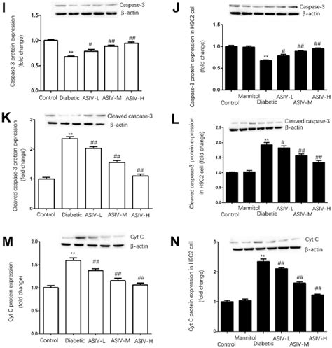Continued The Protein Expression Of I Caspase 3 J Cleaved Download Scientific Diagram