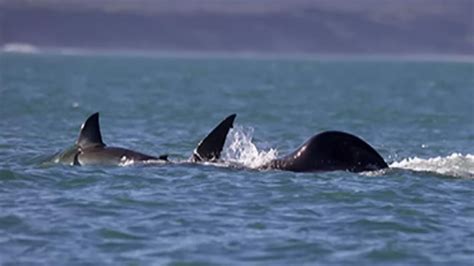 Killer Whale Attacks Shark Sequence Of Killer Whale Attack On Whale
