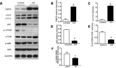 Figure 2 From Upregulation Of Flavin Containing Monooxygenase 3 Mimics Calorie Restriction To
