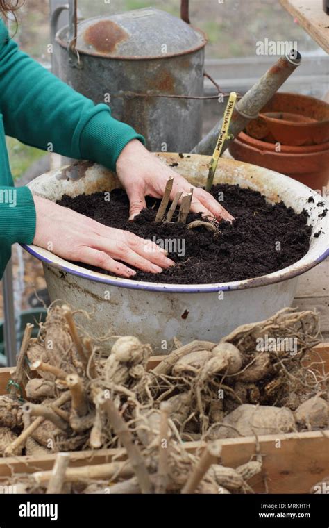 Potting Up Dahlia Tubers In Containers In A Greenhouse To Kick Start